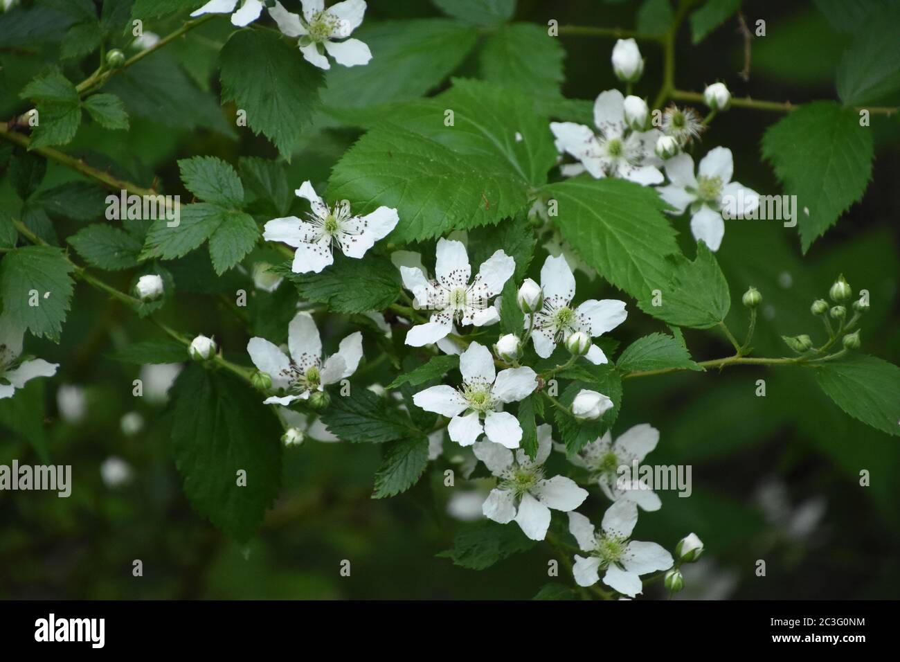 Pretty flowering and budding raspberry bush in the springtime Stock ...