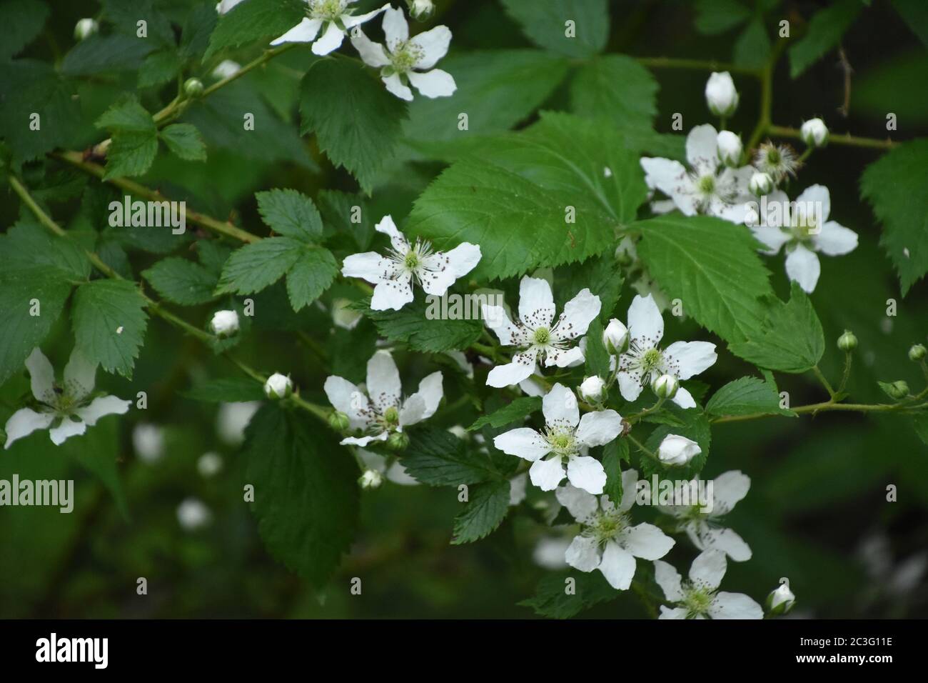 Raspberry bush with white flowers hi-res stock photography and images ...