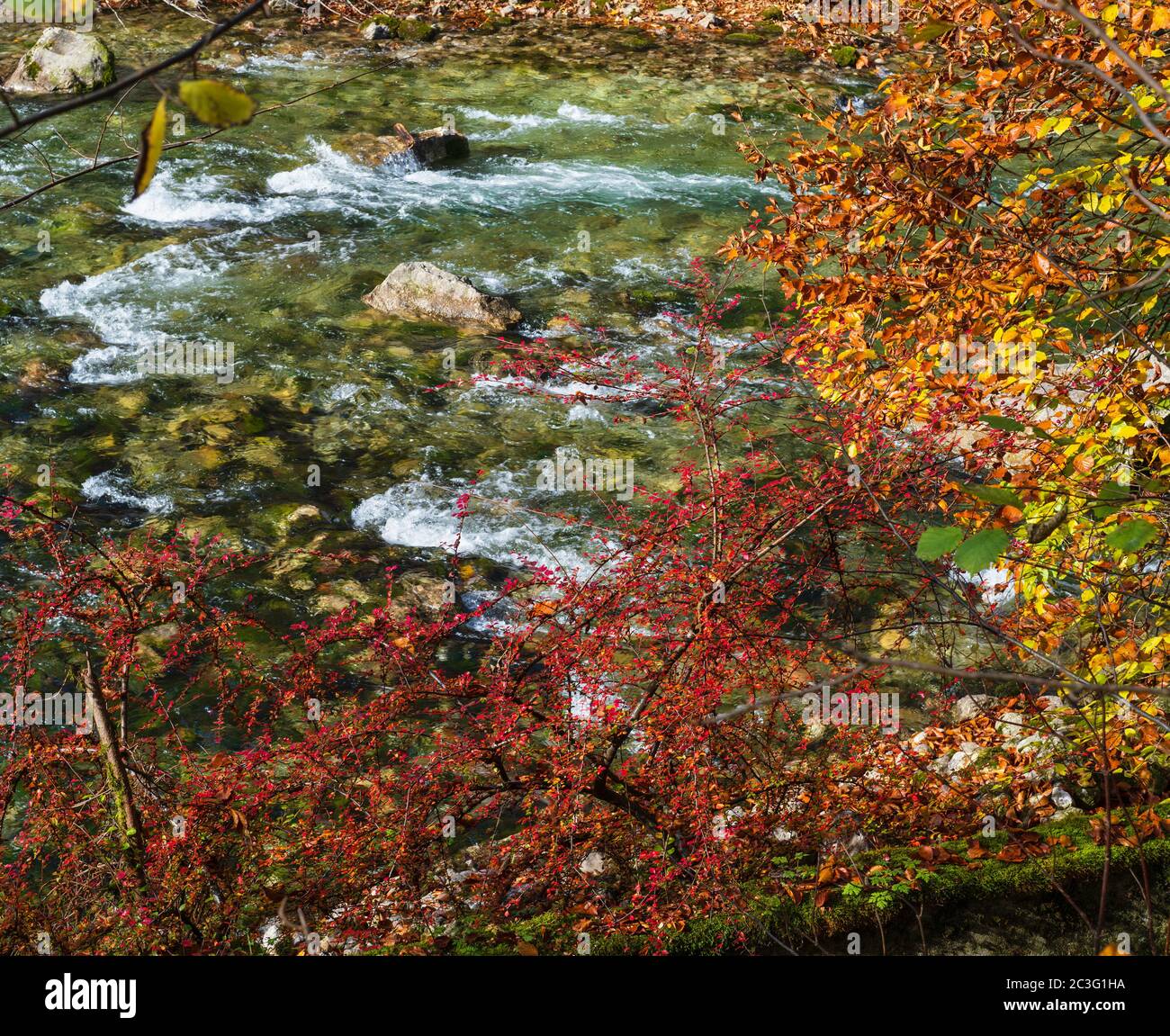 Autumn red barberry bush and yellow beech twig near alpine rapid river ...