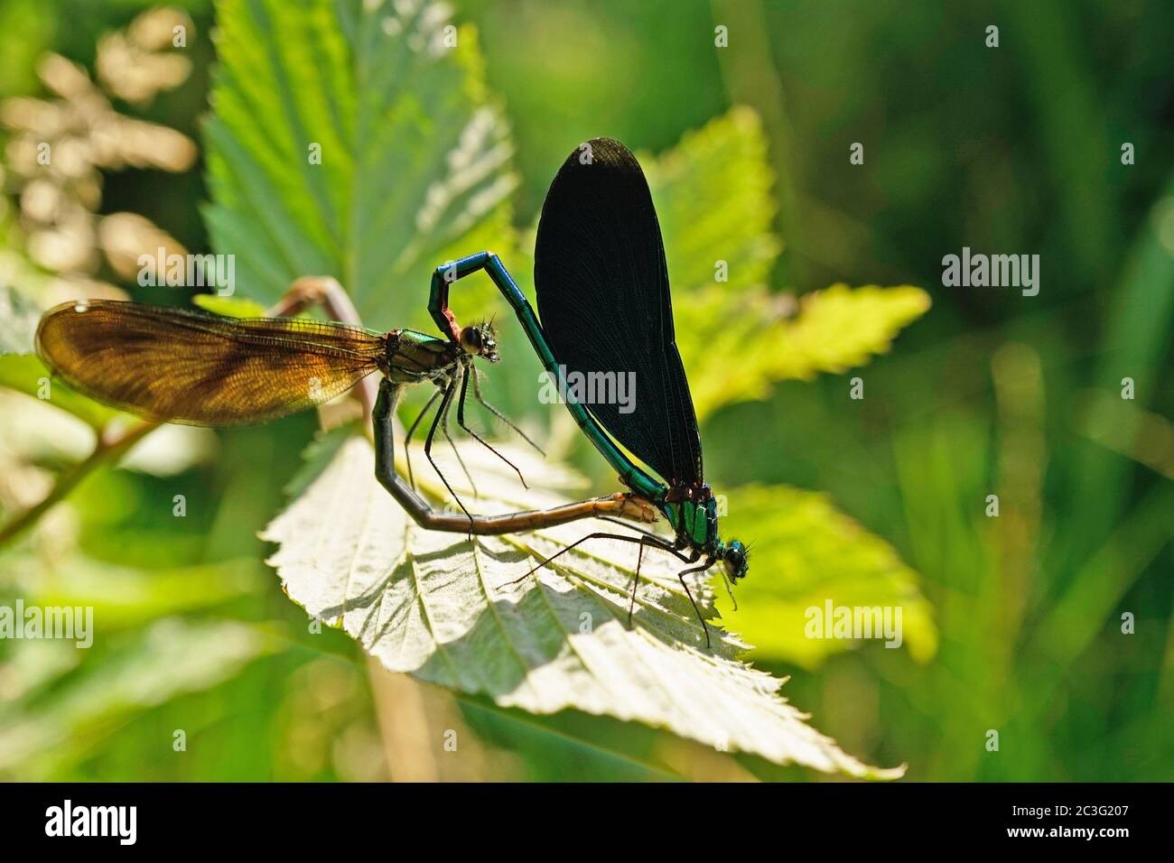 Close-up view of two dragonflies mating Stock Photo - Alamy