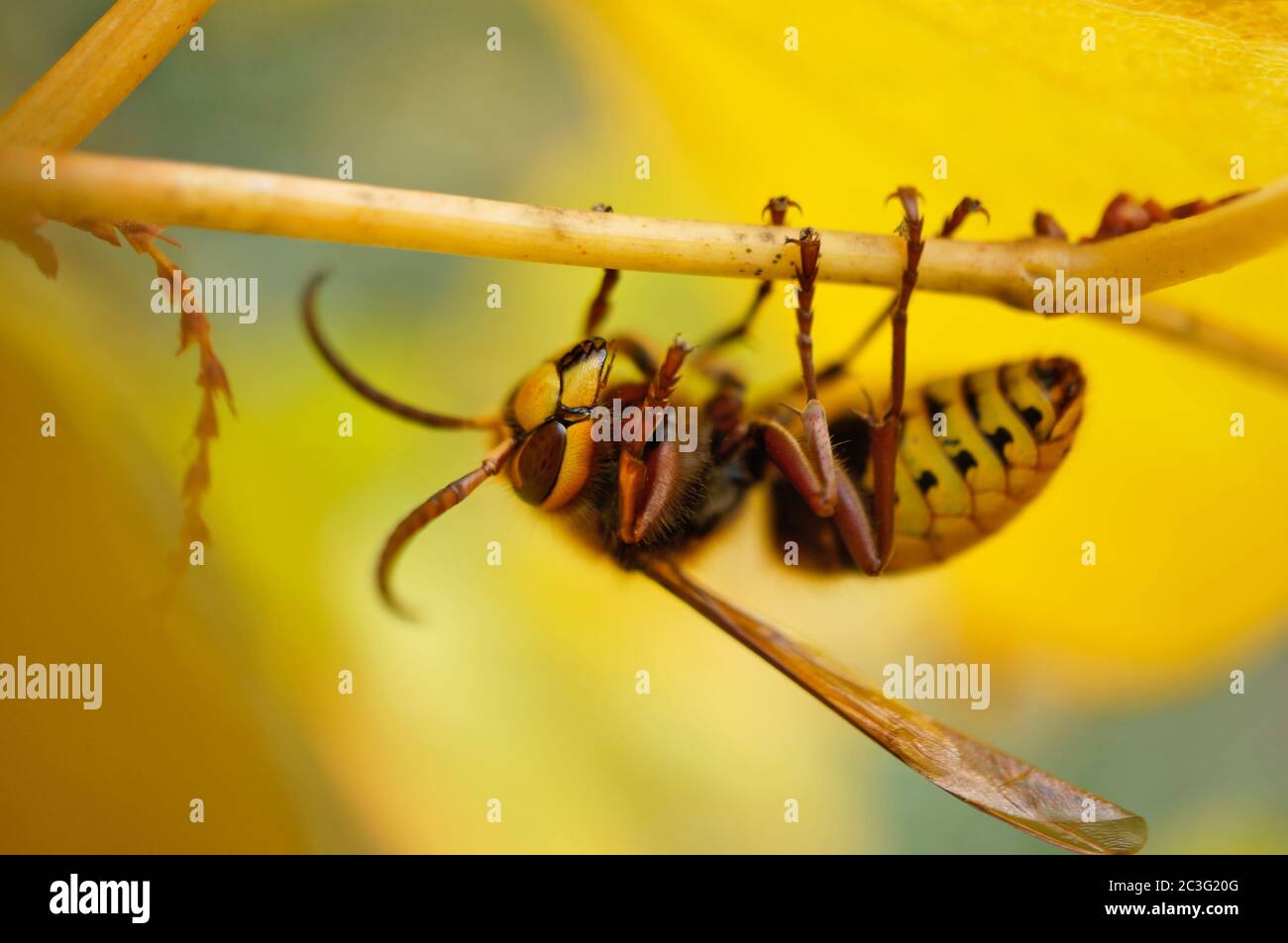 Hornet close up hi-res stock photography and images - Alamy