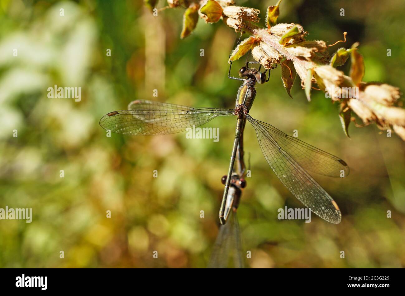 Dragonflies mating hi-res stock photography and images - Alamy