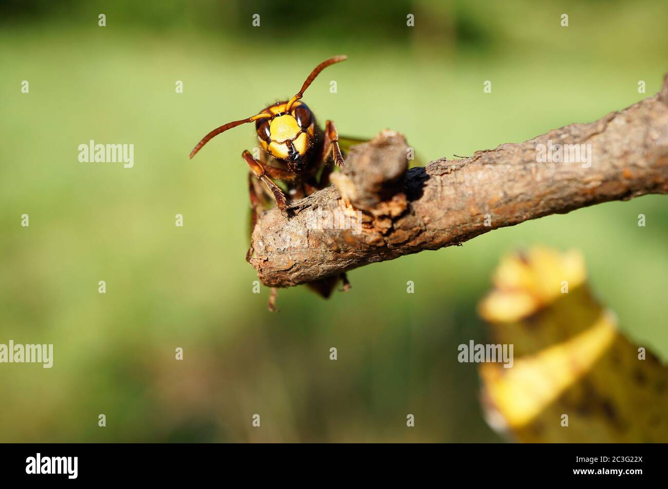 Close up hornet hi-res stock photography and images - Alamy