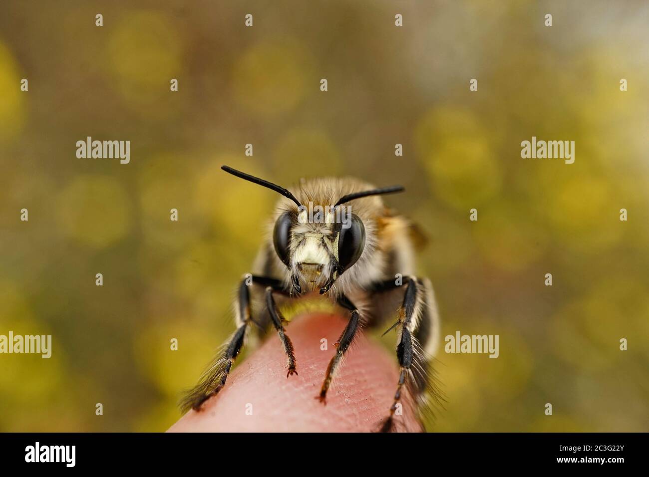 Close up wild bee hi-res stock photography and images - Alamy