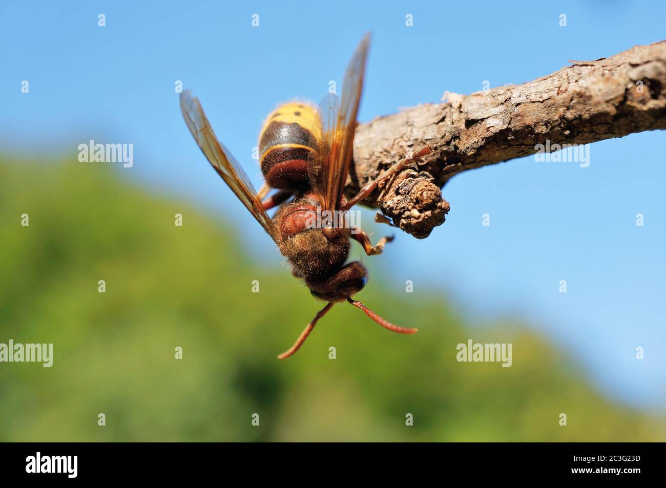 Close up hornet hi-res stock photography and images - Alamy