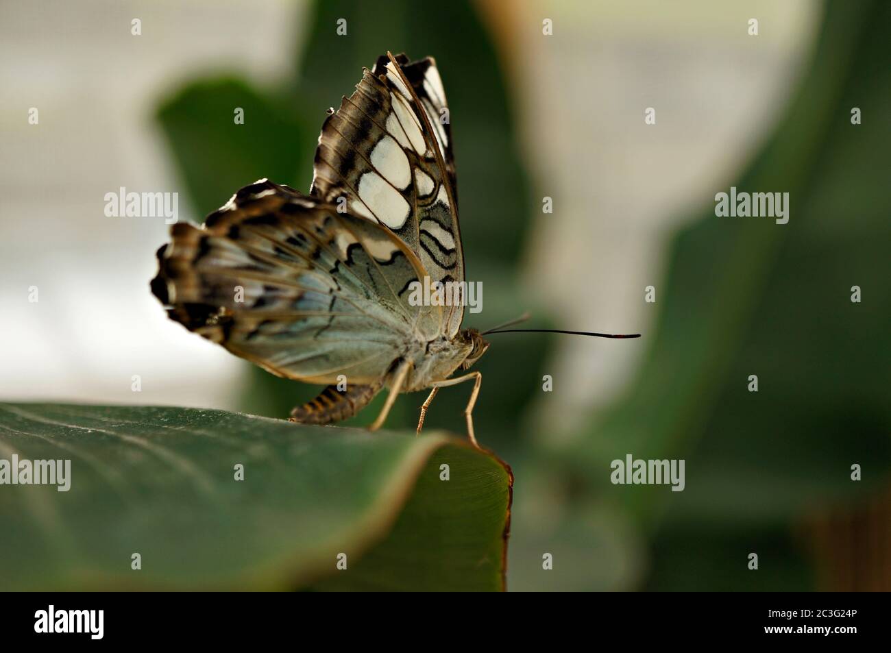 Tropical flying insects hi-res stock photography and images - Alamy