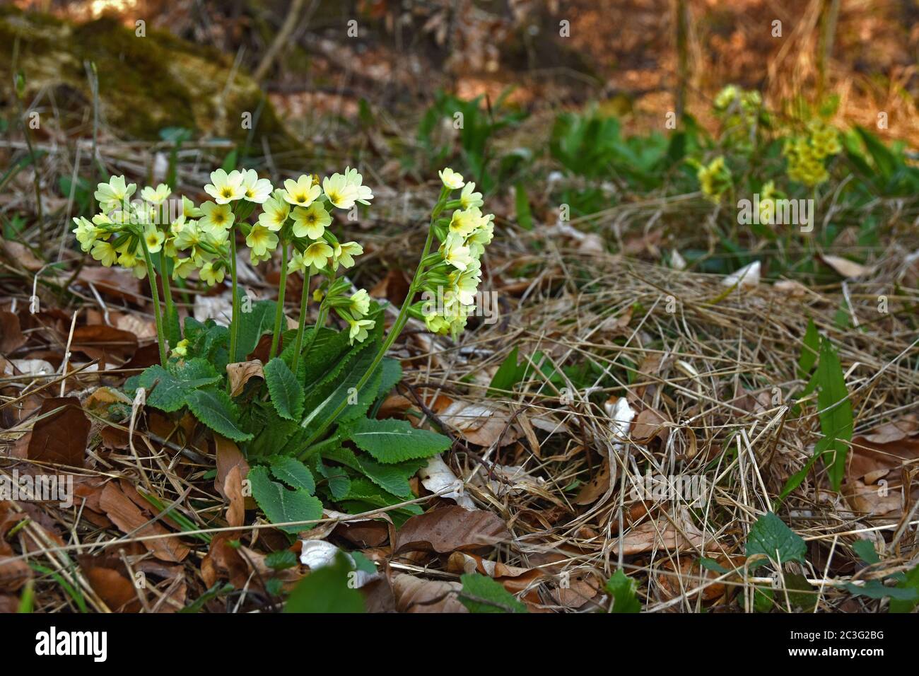 Forest cowslip hi-res stock photography and images - Alamy