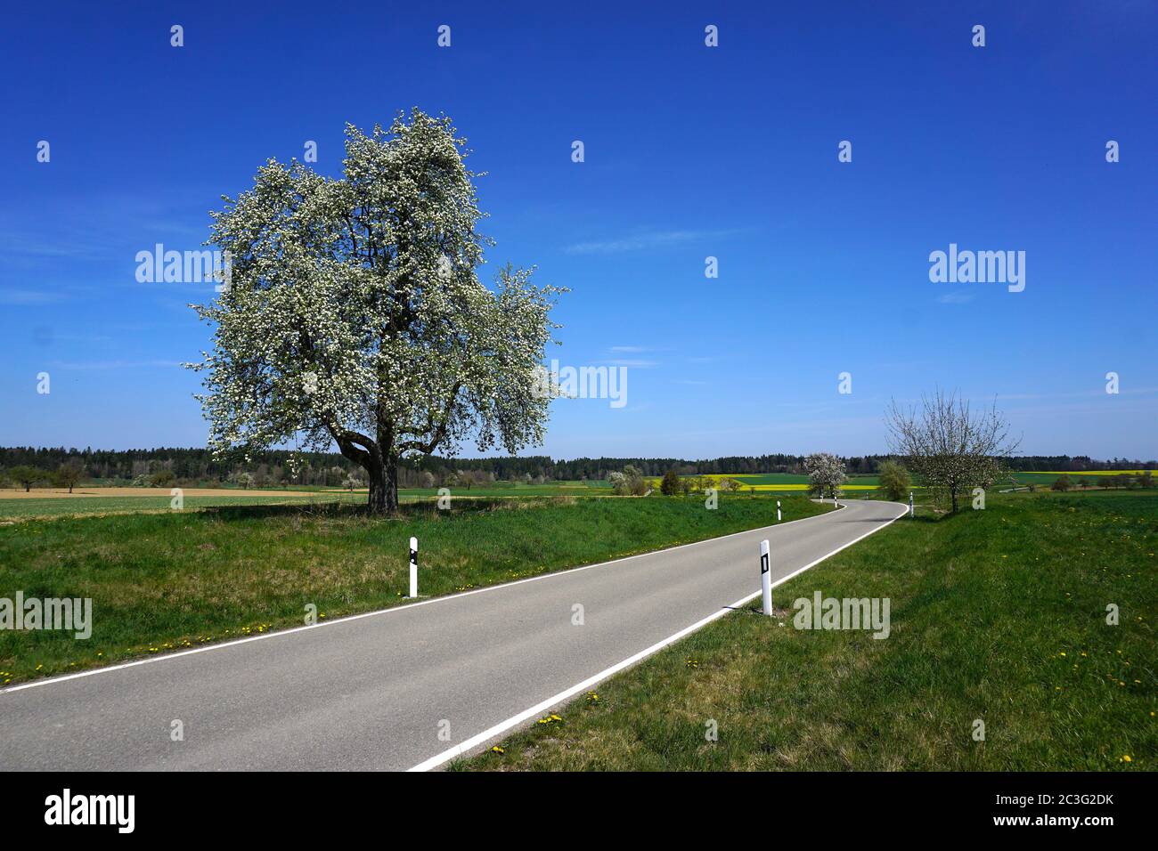 Tree and road hi-res stock photography and images - Alamy