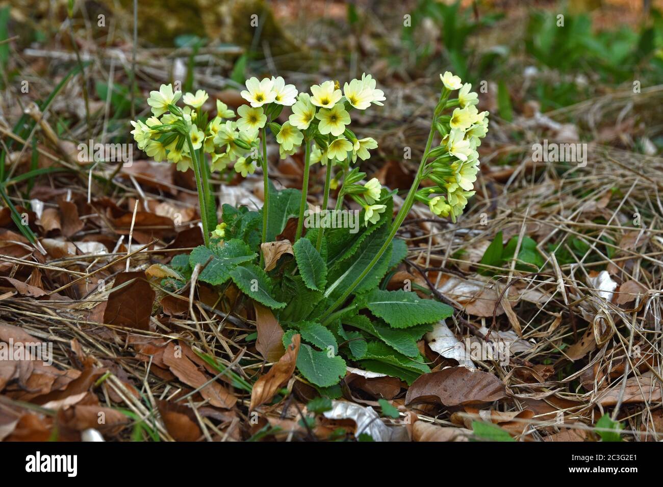 Cowslip meadows hi-res stock photography and images - Alamy