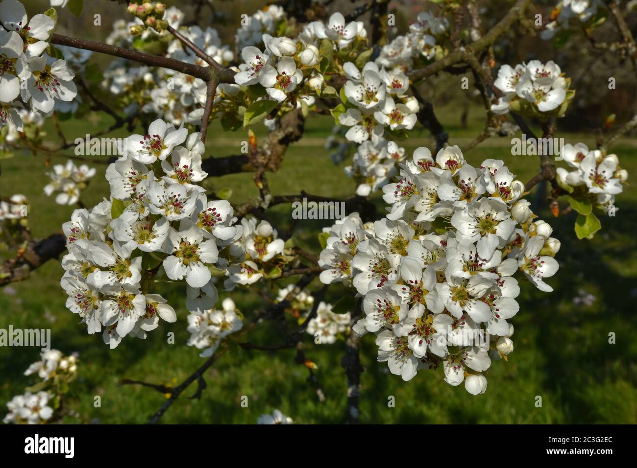 pear tree blossom Stock Photo - Alamy