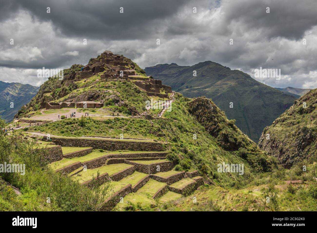 Inca tree hi-res stock photography and images - Alamy