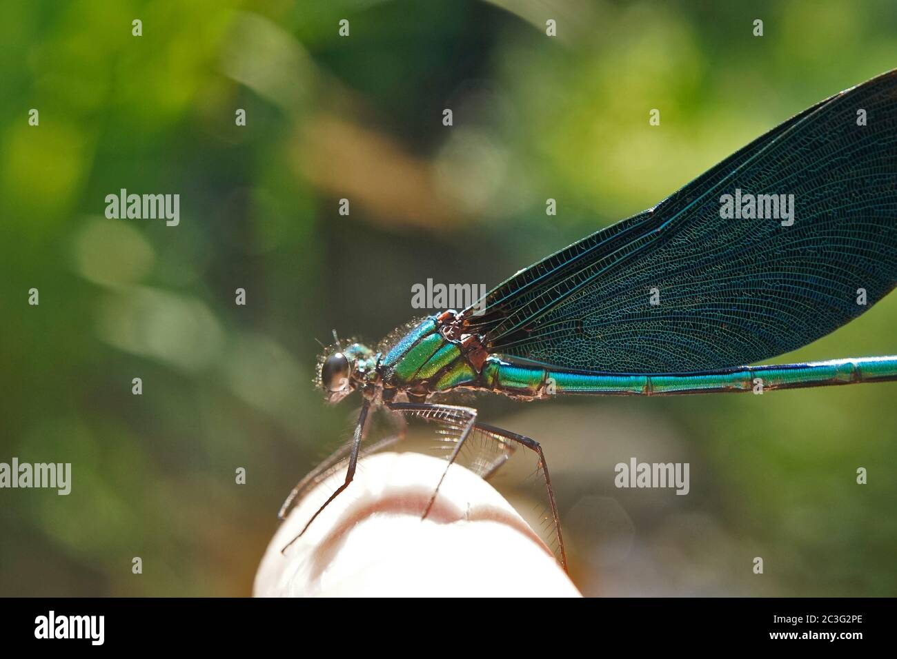 Magnificent insects hi-res stock photography and images - Alamy