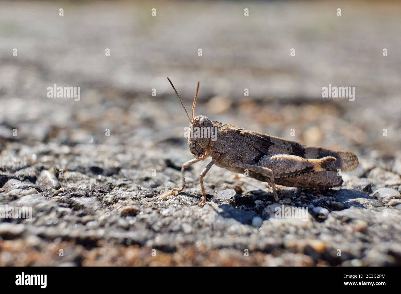 Close up view of grasshopper hi-res stock photography and images - Alamy