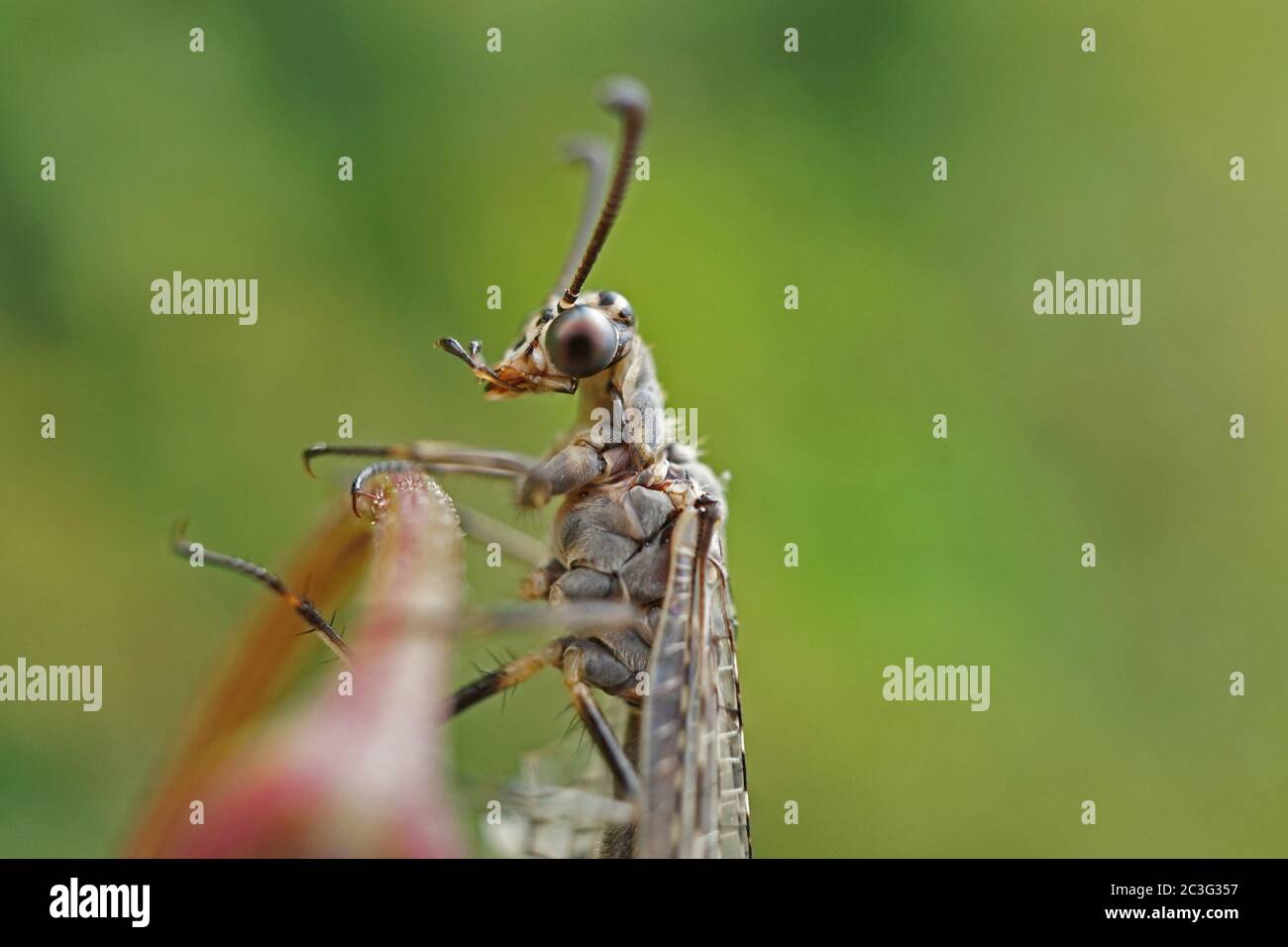 Antlions hi-res stock photography and images - Alamy