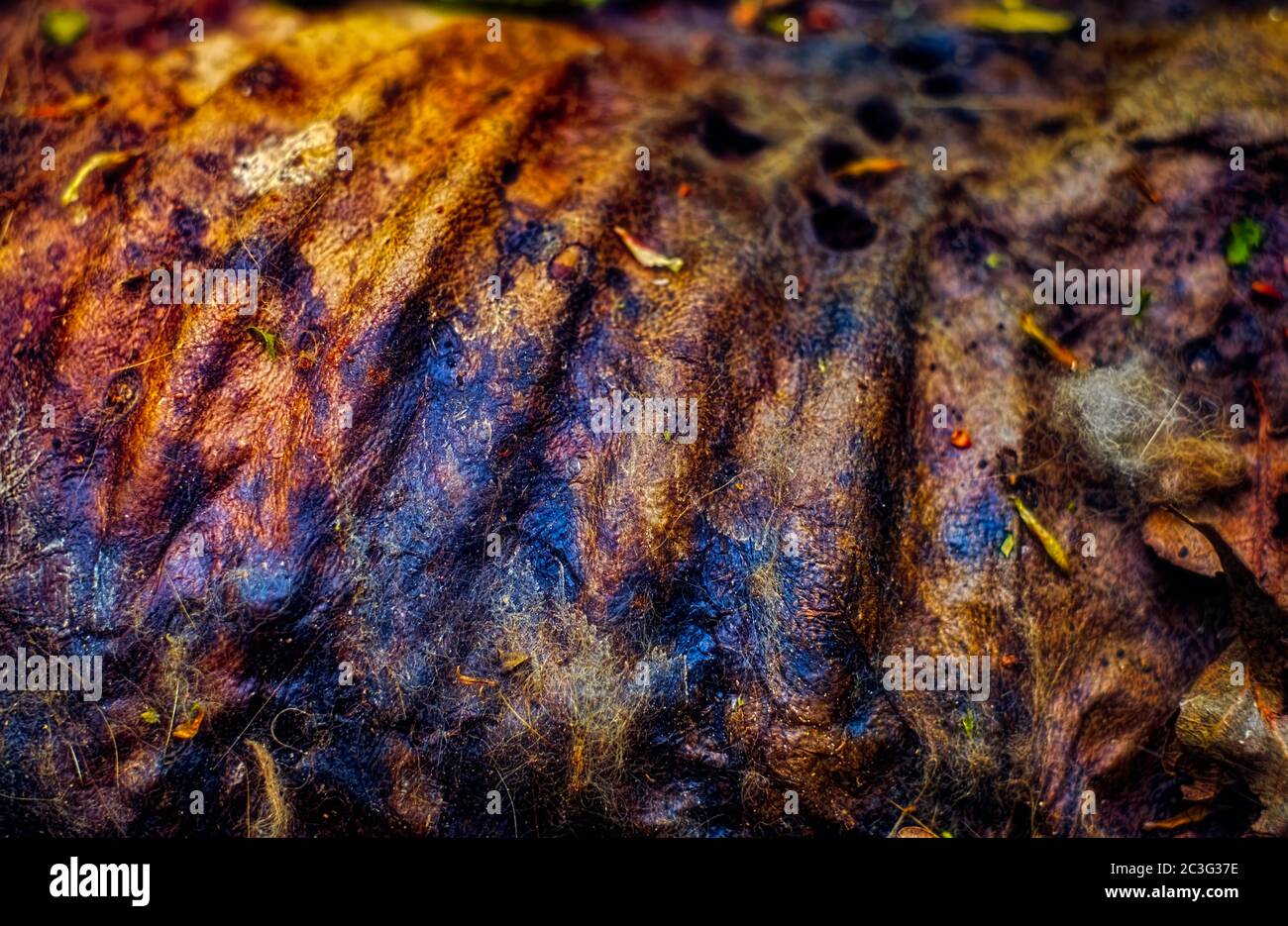 Wildlife dead decaying European Fox Stock Photo - Alamy