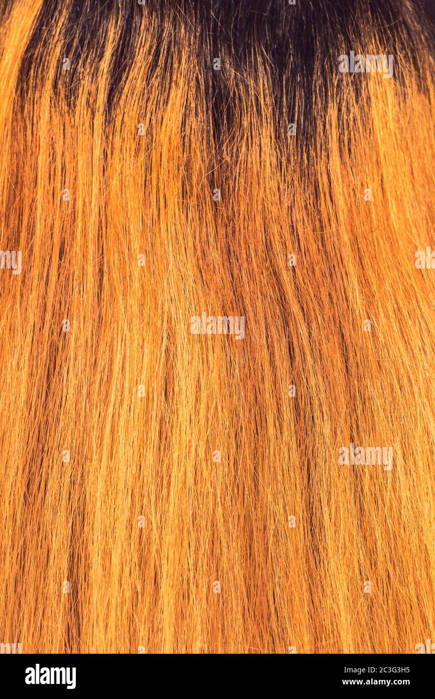 Blond Hair Texture, close view Stock Photo - Alamy