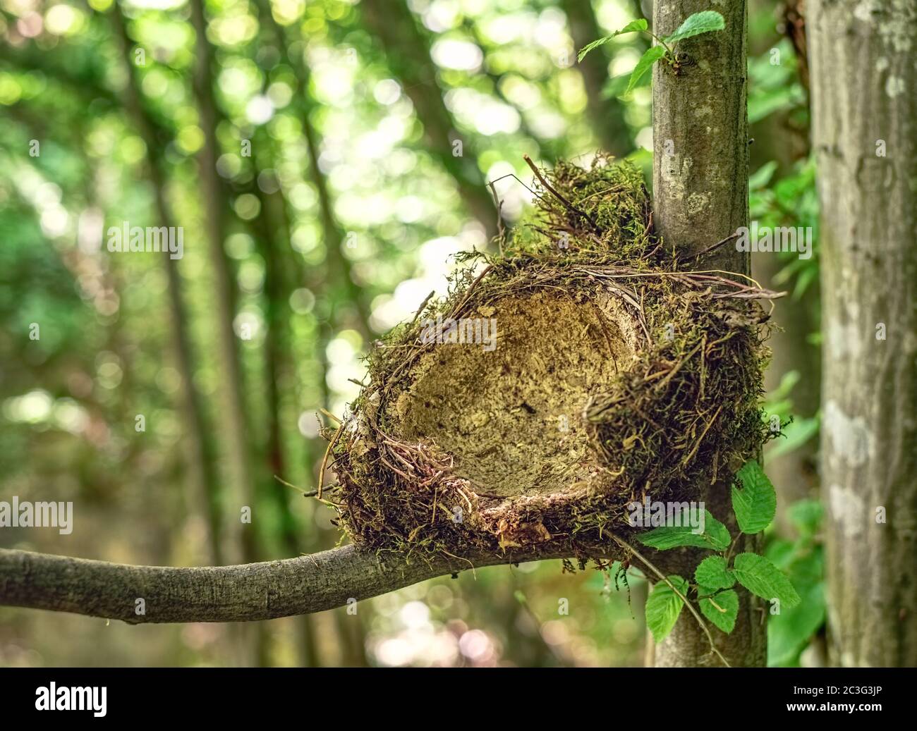bird's nest in the tree Stock Photo - Alamy