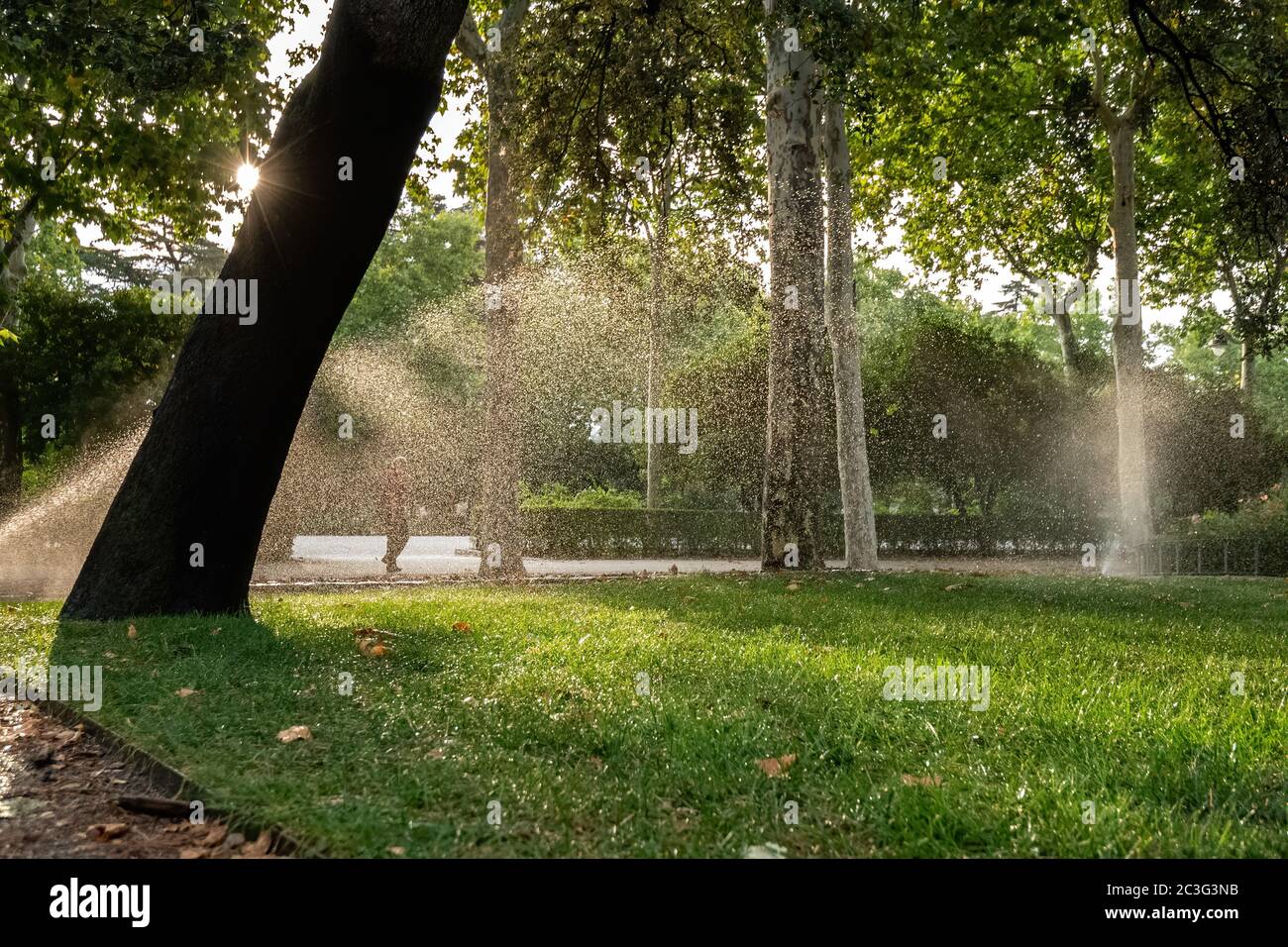 Green park with the trees in the summer morning. Grass watering with ...