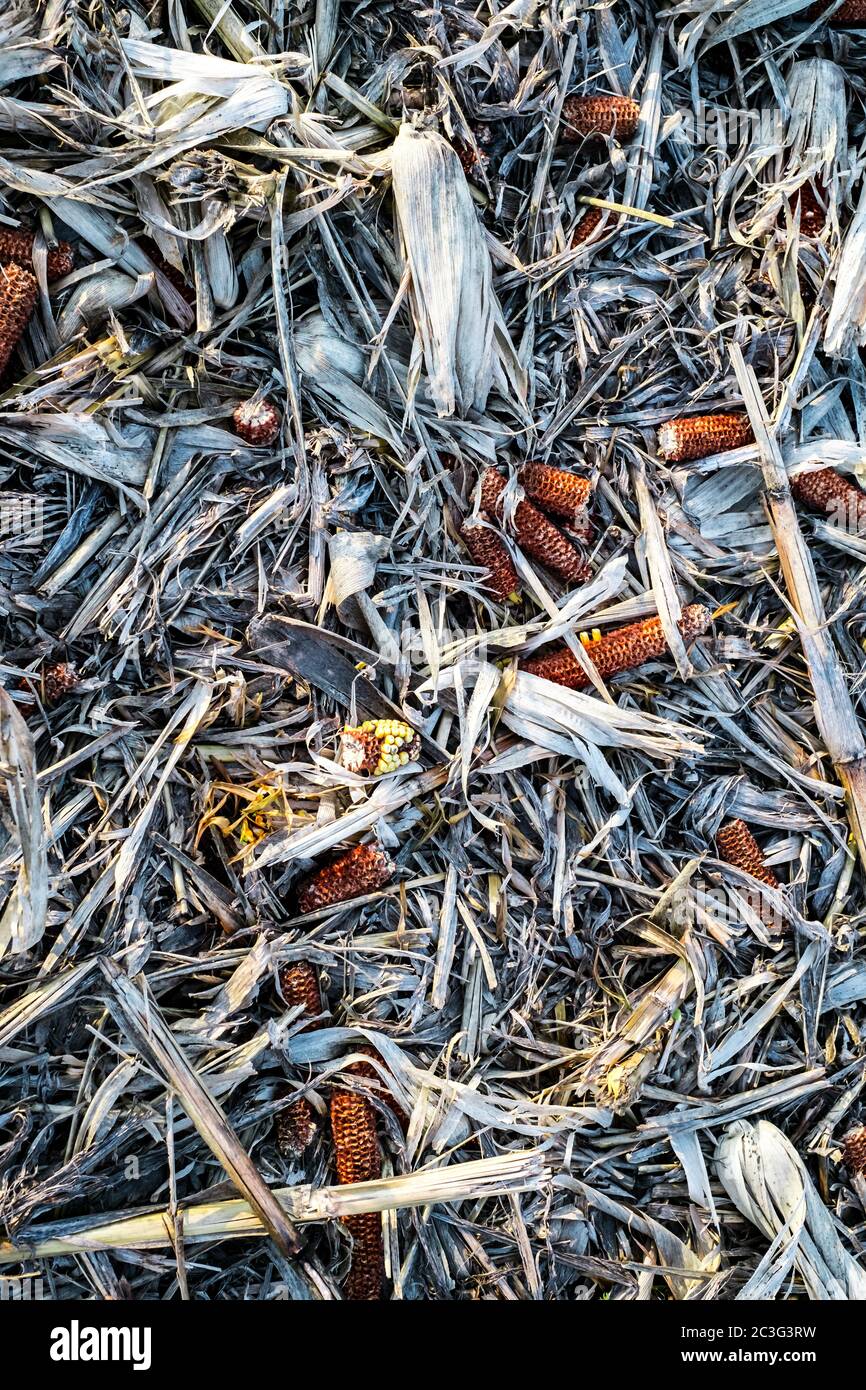 Corn cob on the ground, leftovers for gleaning in harvested cultivated ...