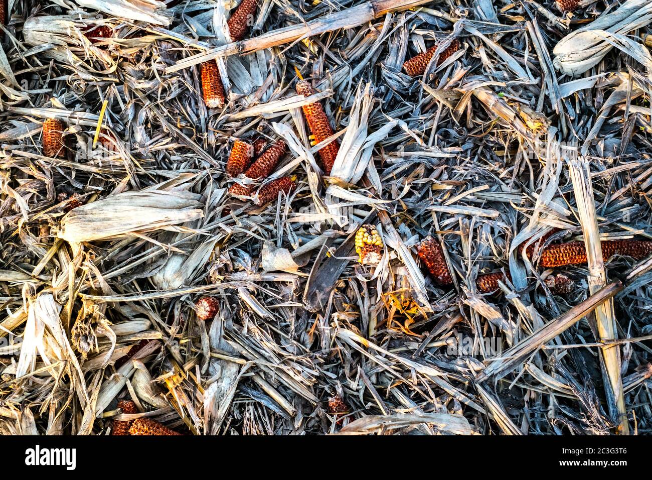 Corn cob on the ground, leftovers for gleaning in harvested cultivated ...