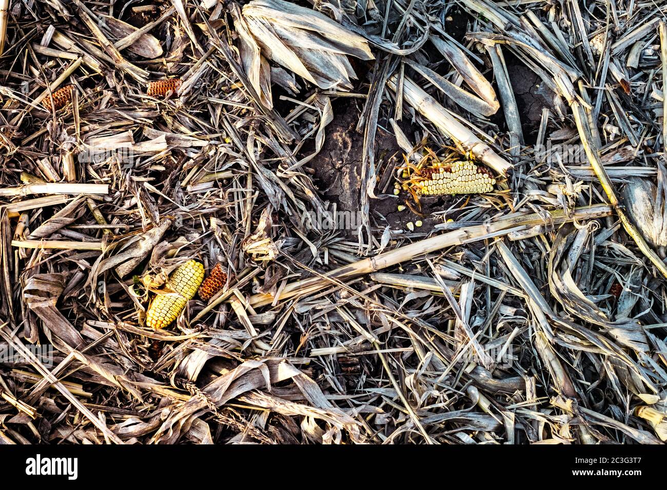 Corn cob on the ground, leftovers for gleaning in harvested cultivated ...