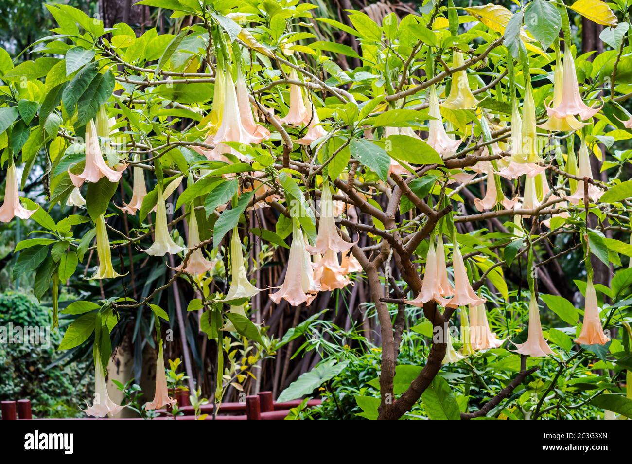 Bignoniaceae genus hi-res stock photography and images - Alamy