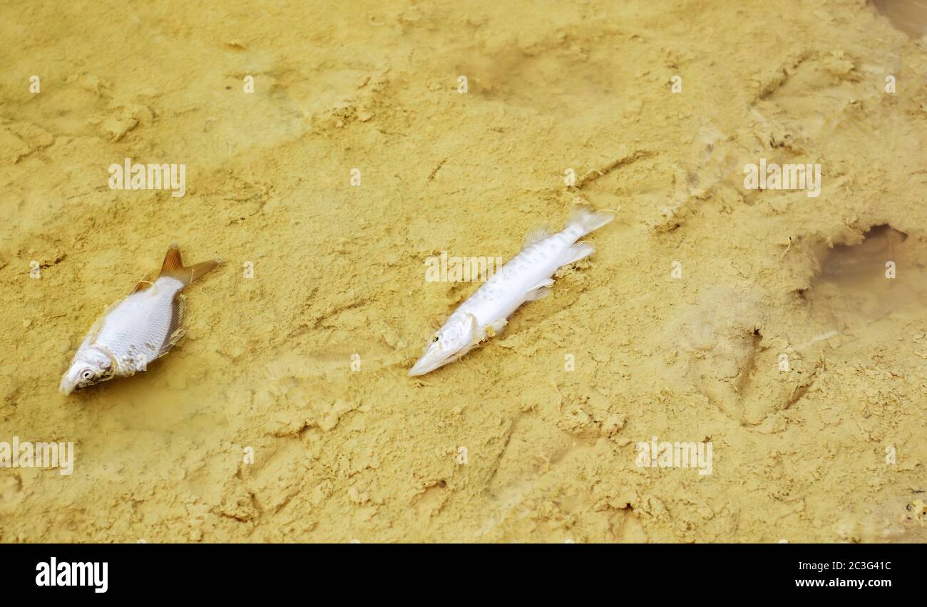 dead fish floated in the yellow water, water pollution Stock Photo - Alamy
