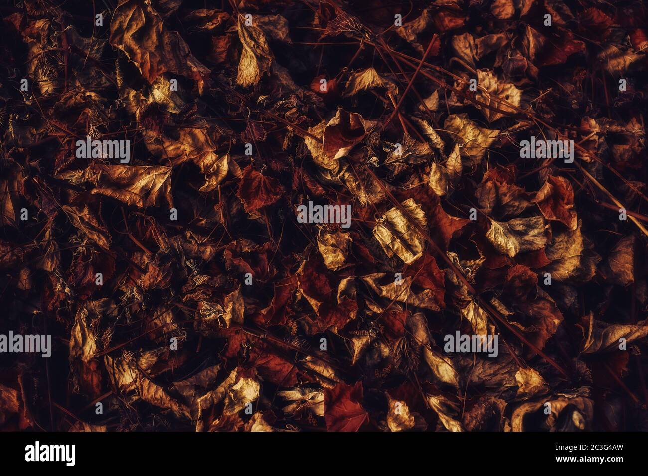 dried leaf grapevine covering the ground Stock Photo - Alamy
