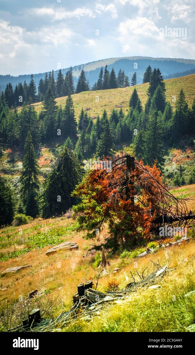 Lightning burn tree hi-res stock photography and images - Alamy