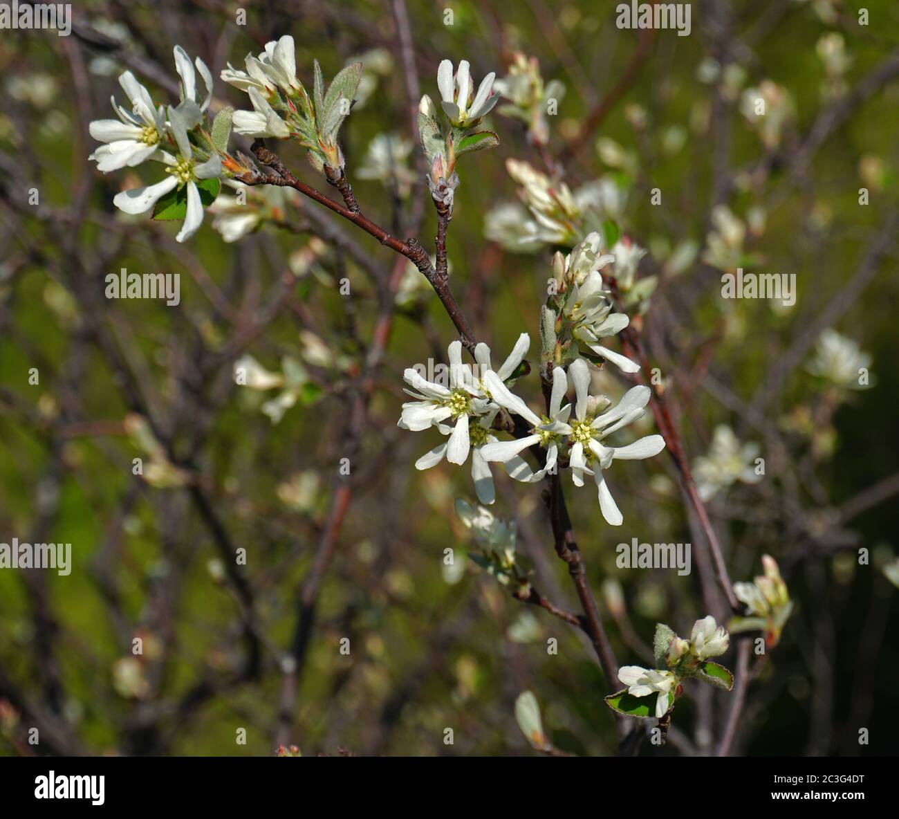 grape pear, snowy mespilus, garden serviceberry Stock Photo - Alamy