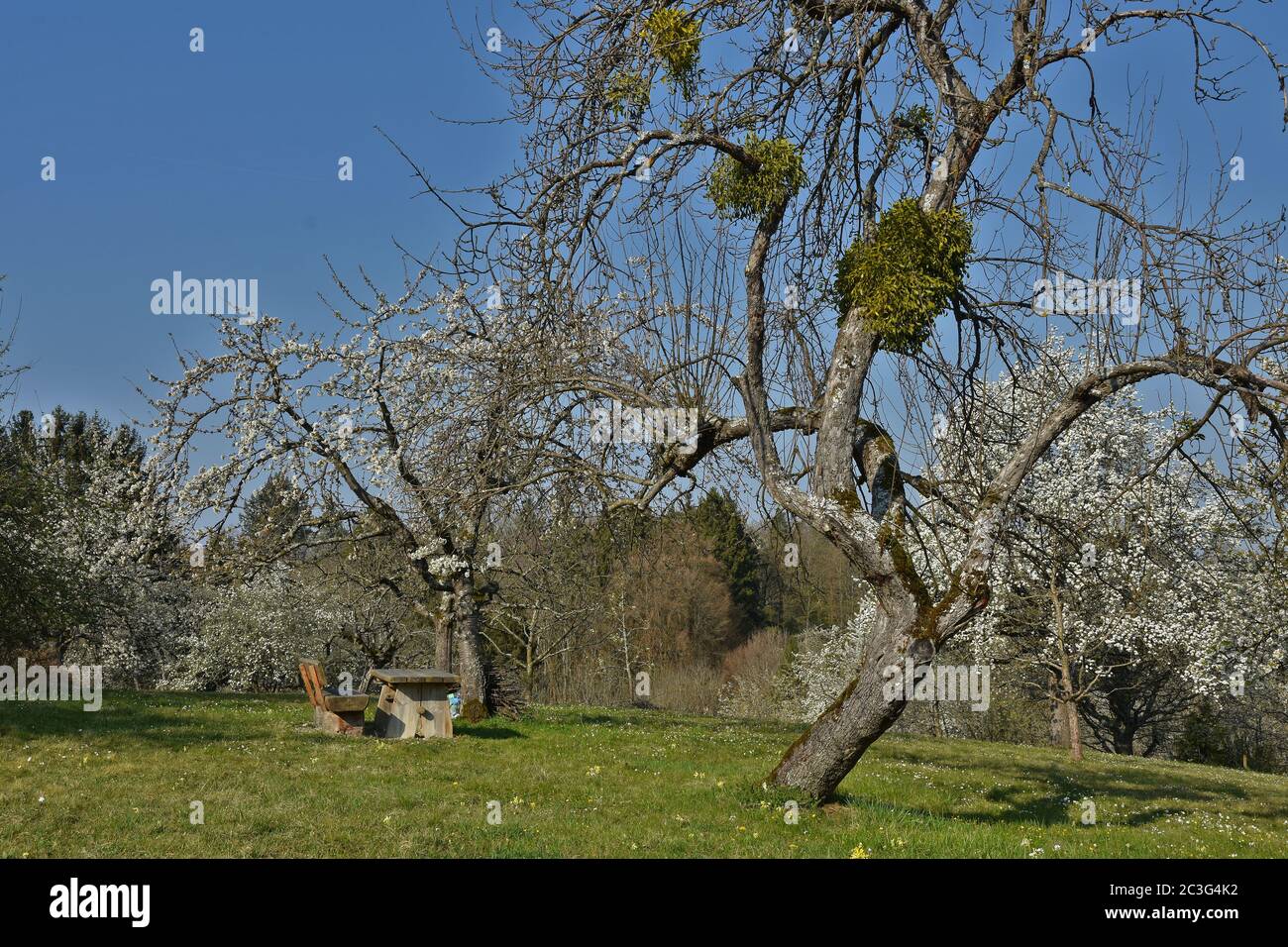 Orchard common hi-res stock photography and images - Alamy