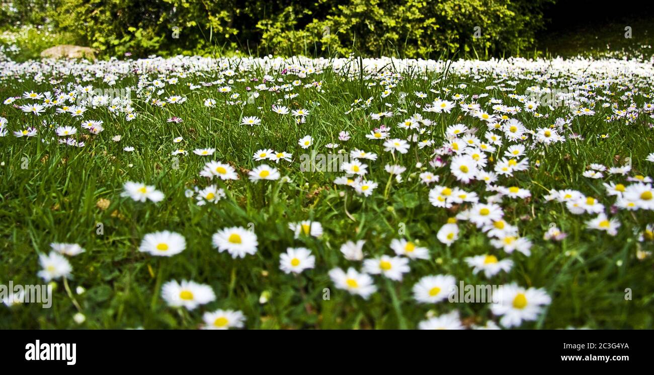 Beautiful scenery of a field of wild daisy flowers Stock Photo - Alamy