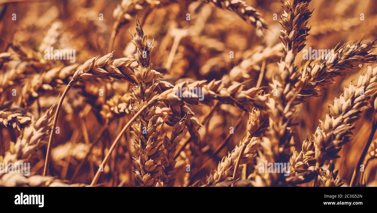 wheat field close up view Stock Photo - Alamy