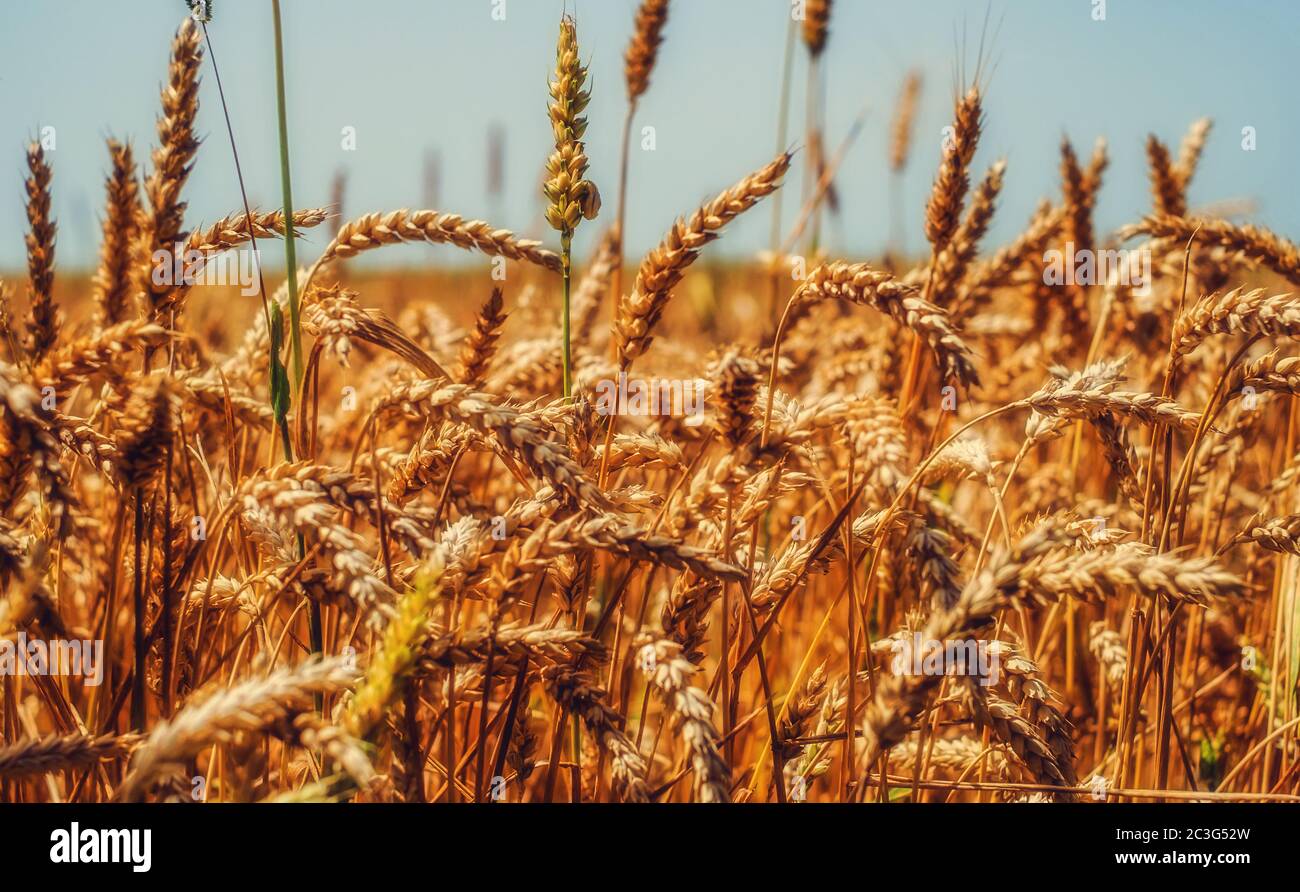 wheat field close up view Stock Photo - Alamy