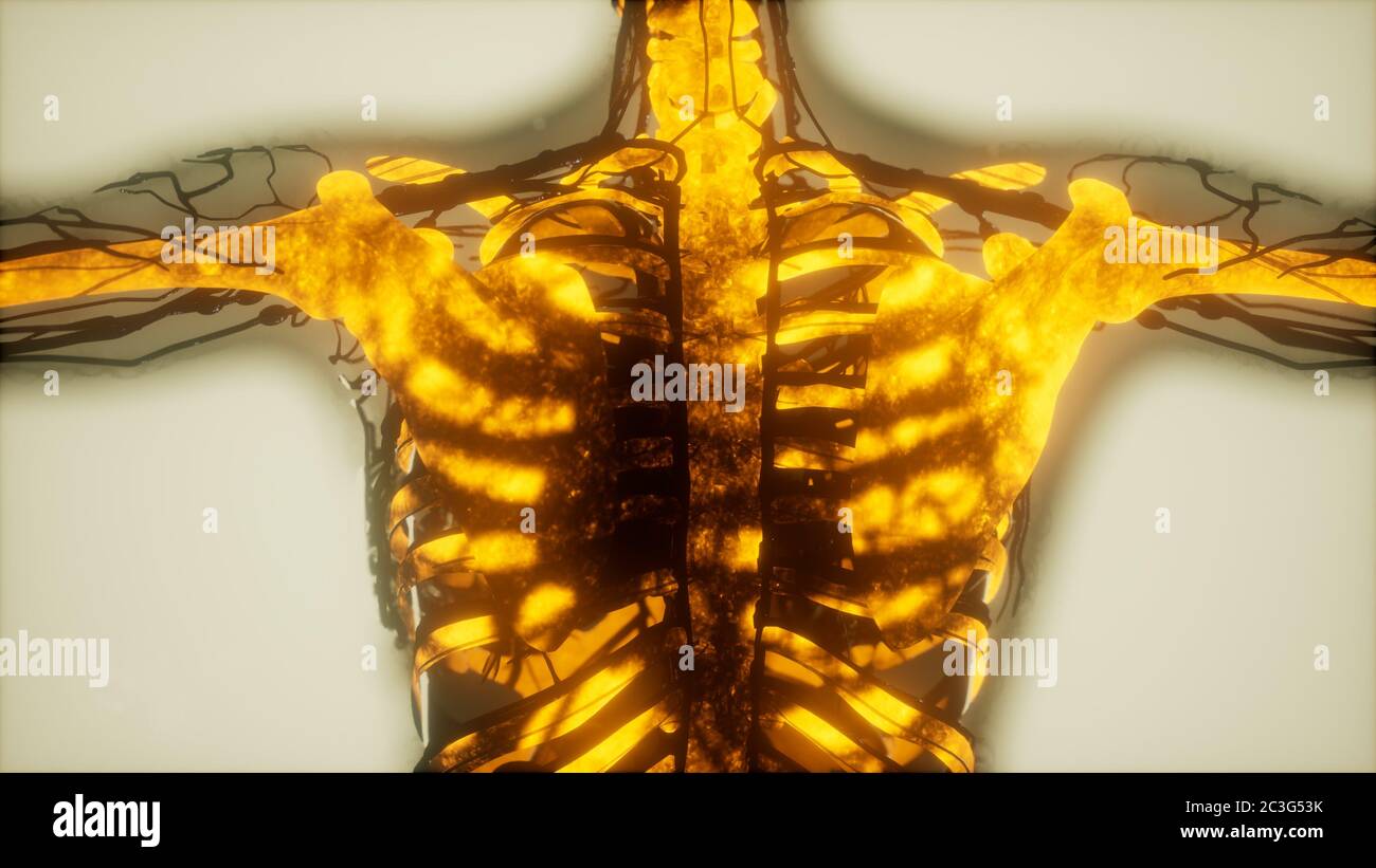 human skeleton bones scan glowing Stock Photo - Alamy