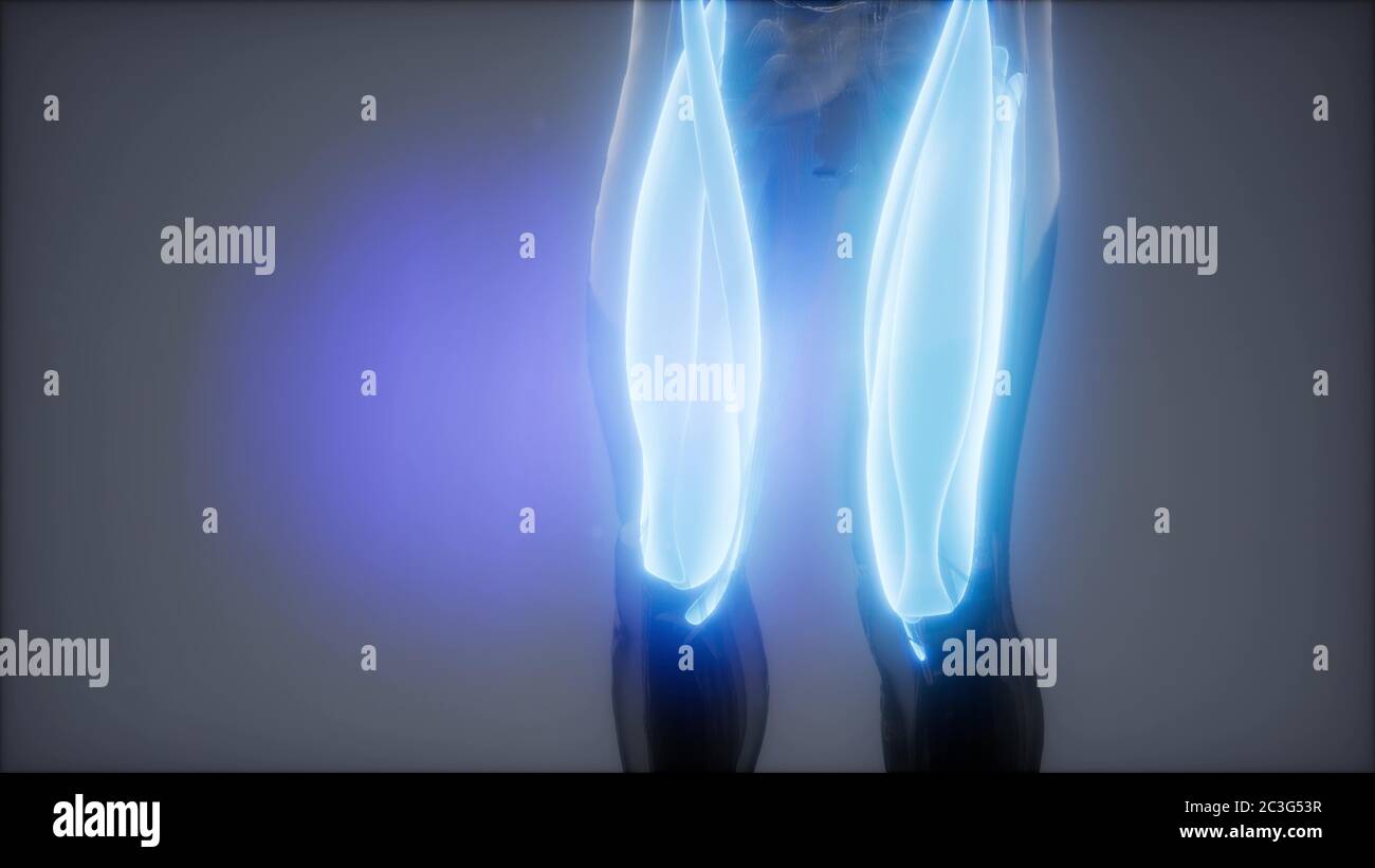 thigh muscles - Visible muscle anatomy map Stock Photo - Alamy