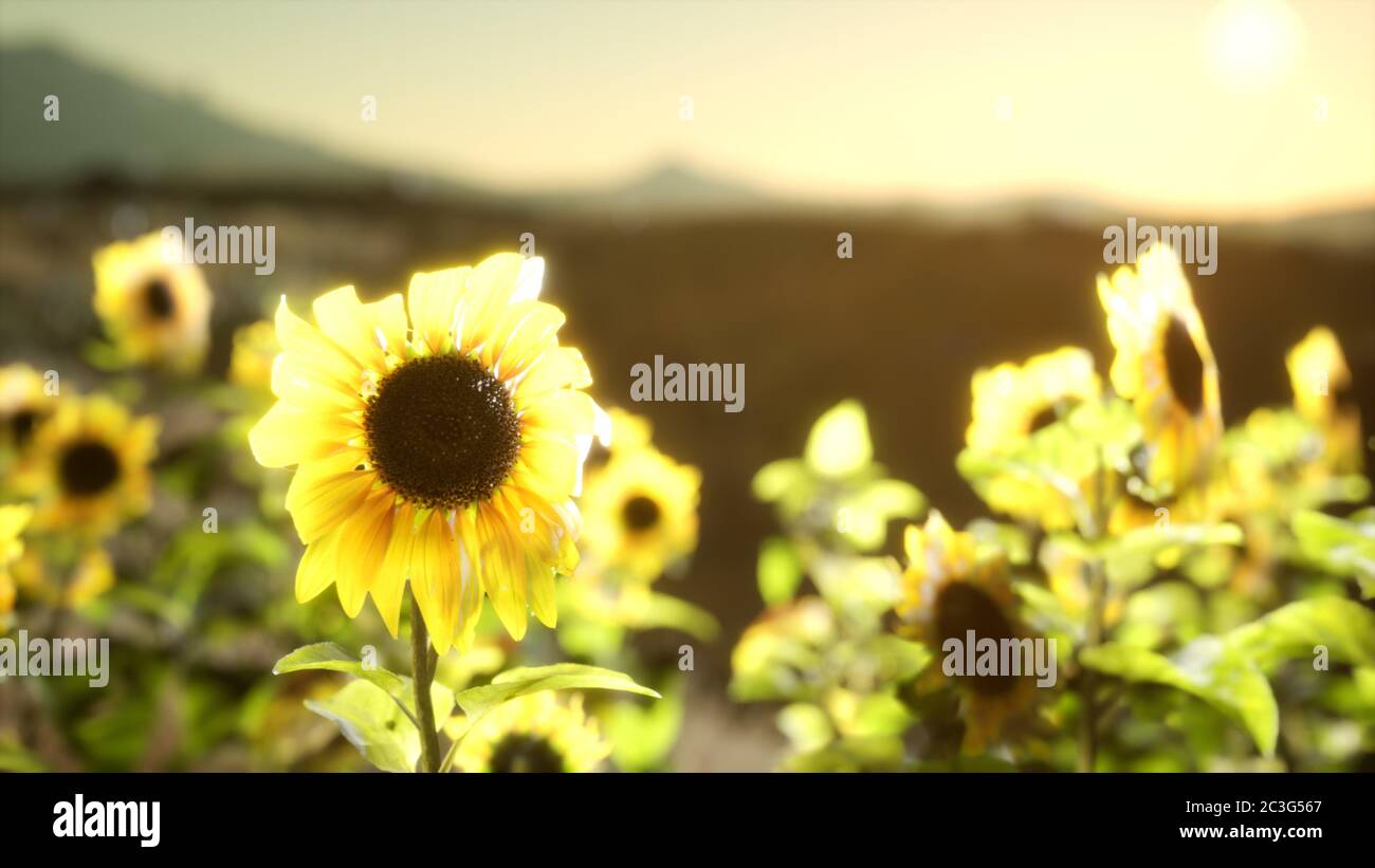 Sunflower field on a warm summer evening Stock Photo - Alamy