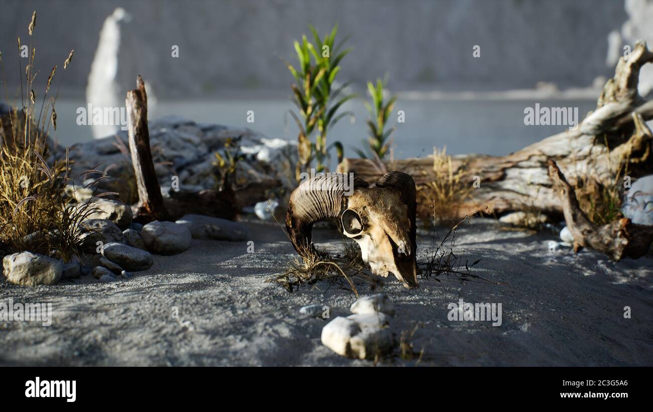 Dead ram hi-res stock photography and images - Alamy