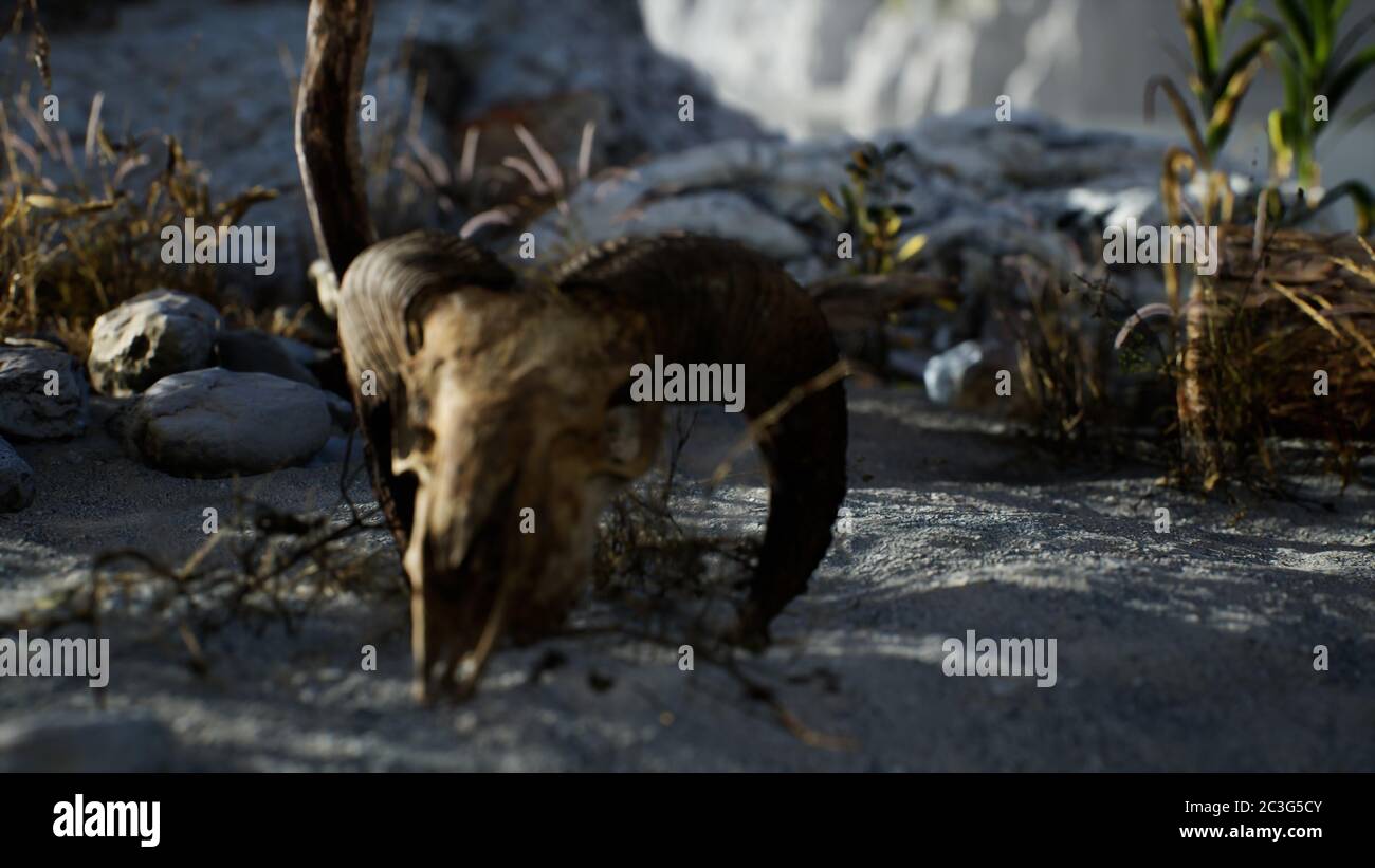 Dead ram hi-res stock photography and images - Alamy