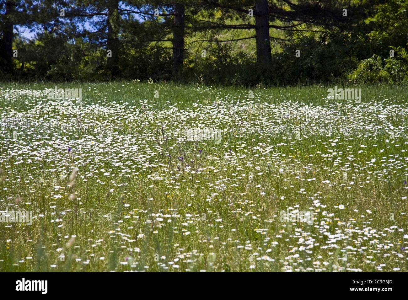 Beautiful scenery of a green field with wildflowers and trees Stock ...