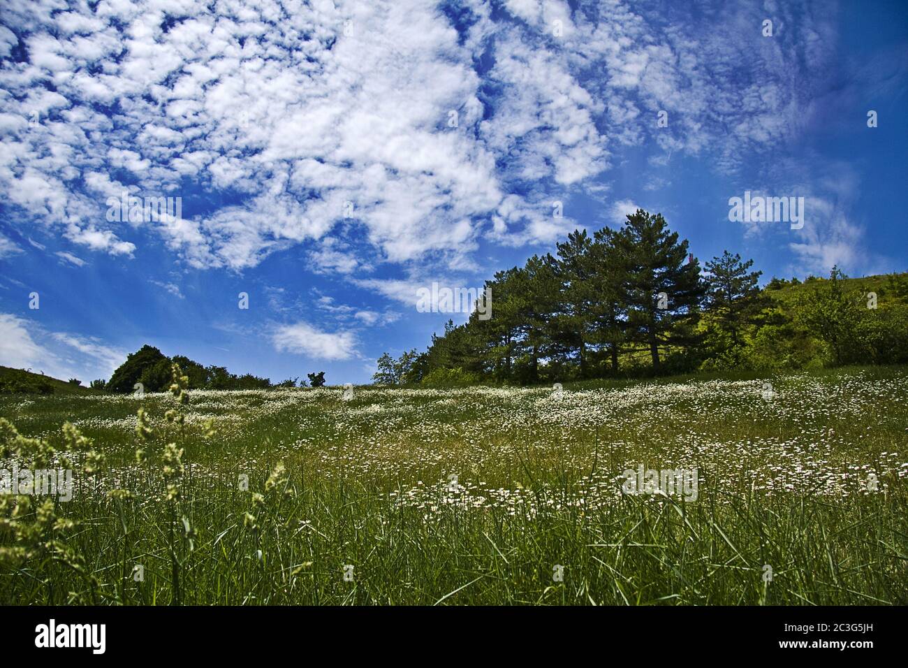 Beautiful scenery of a green field with wildflowers and trees Stock ...