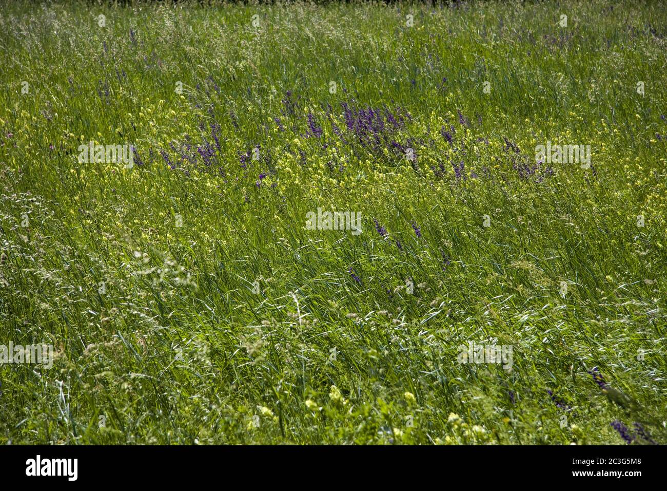 Beautiful scenery of a green field with a lot of colorful wildflowers ...