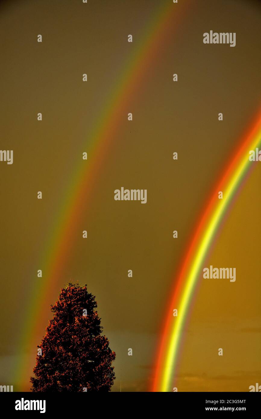 Rainbow tree hi-res stock photography and images - Alamy