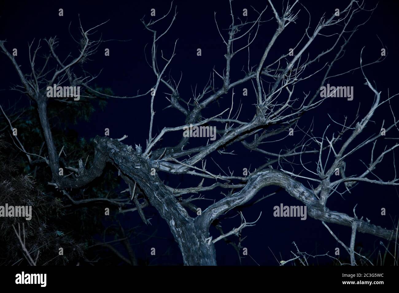 Low angle shot of a leafless tree under a dark night sky Stock Photo ...
