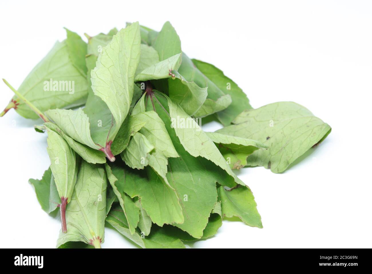 Rozelle leaves isolated on white background Stock Photo - Alamy