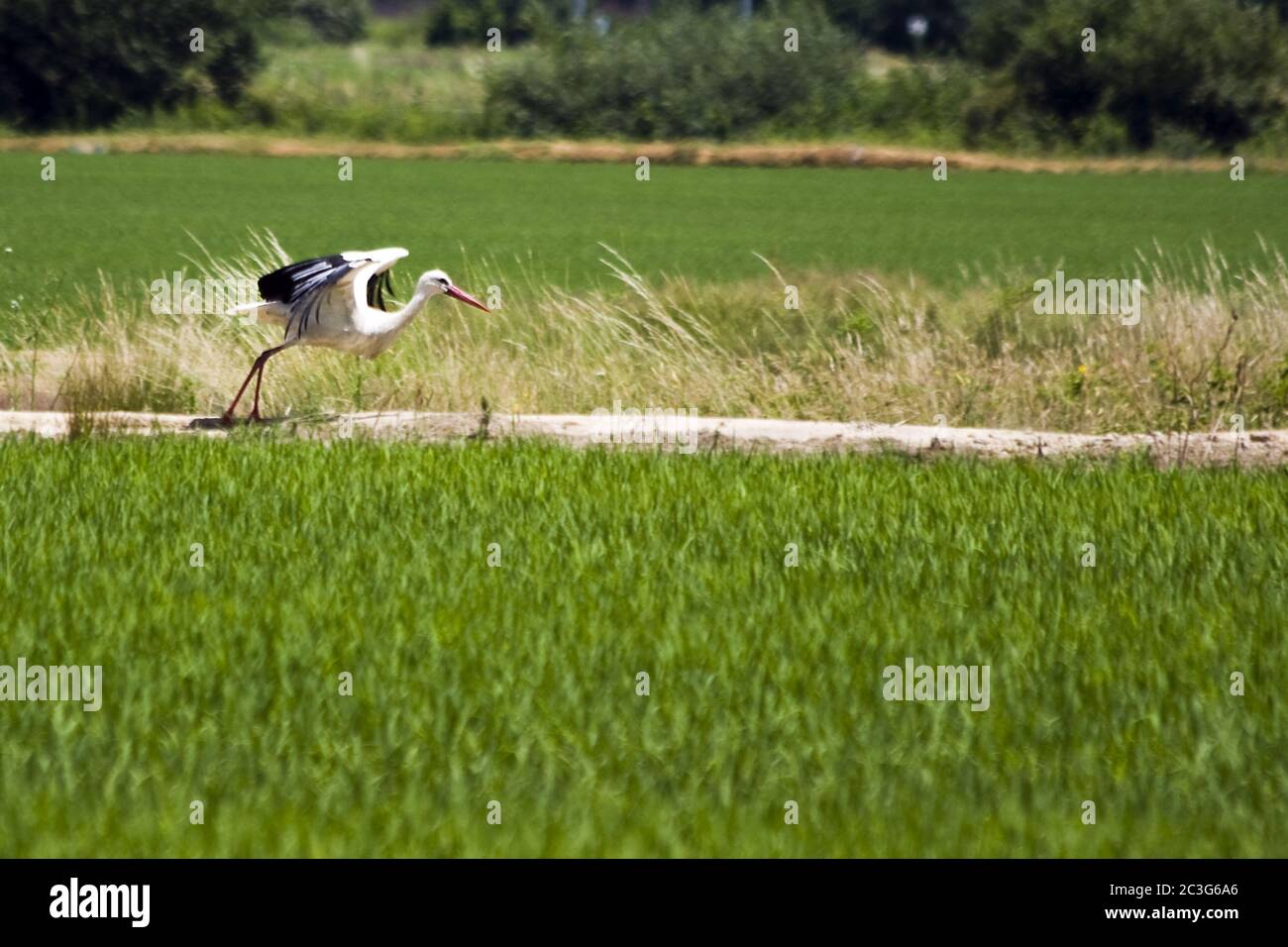 Shallow focus shot of a white stork on a field ready to fly Stock Photo ...