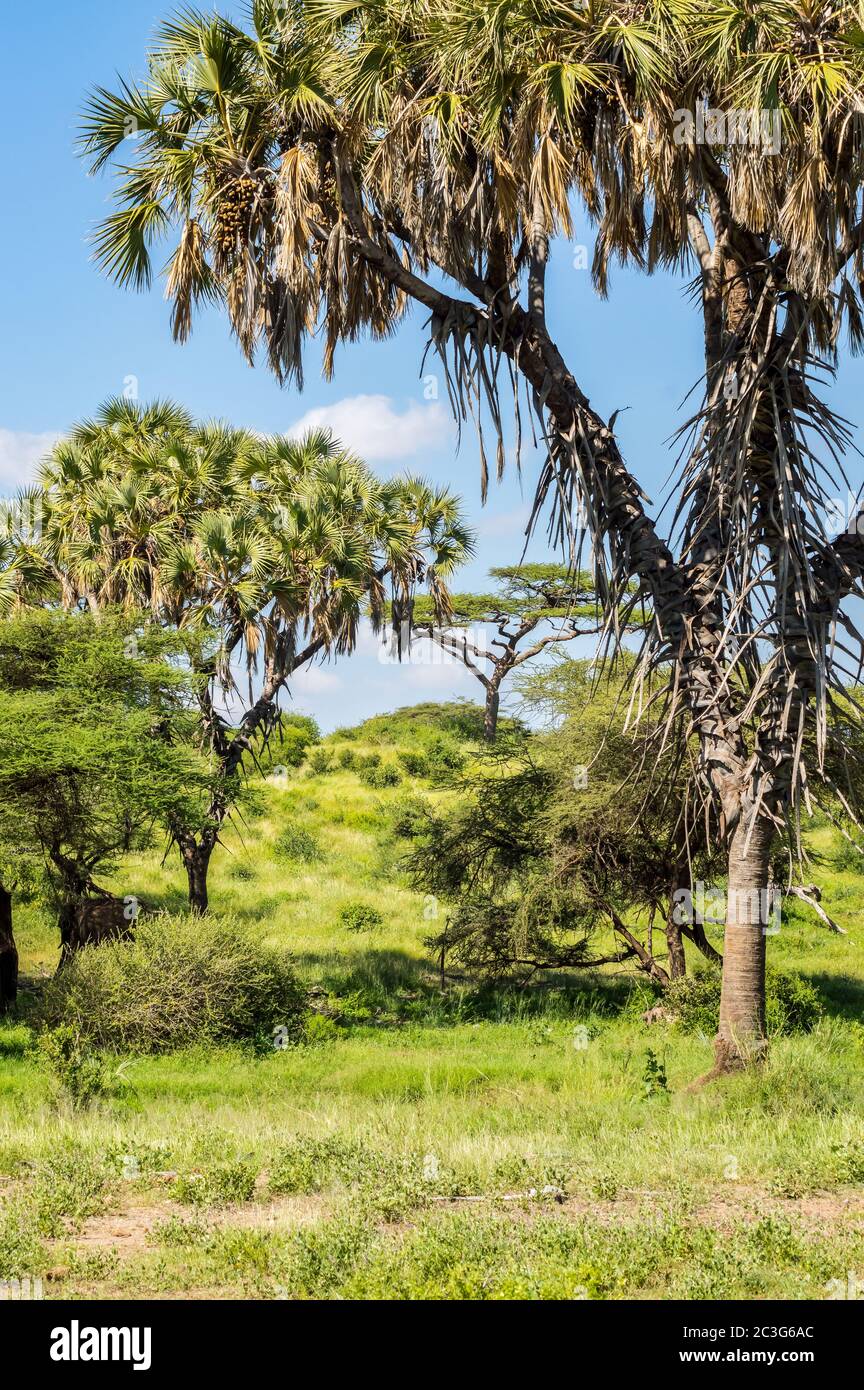 African trails hi-res stock photography and images - Alamy