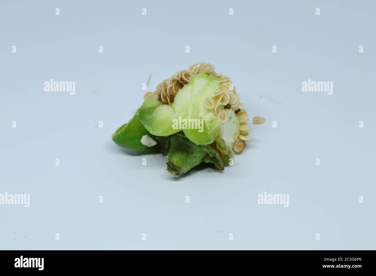 slice of green bell pepper or capsicum isolated on white background ...