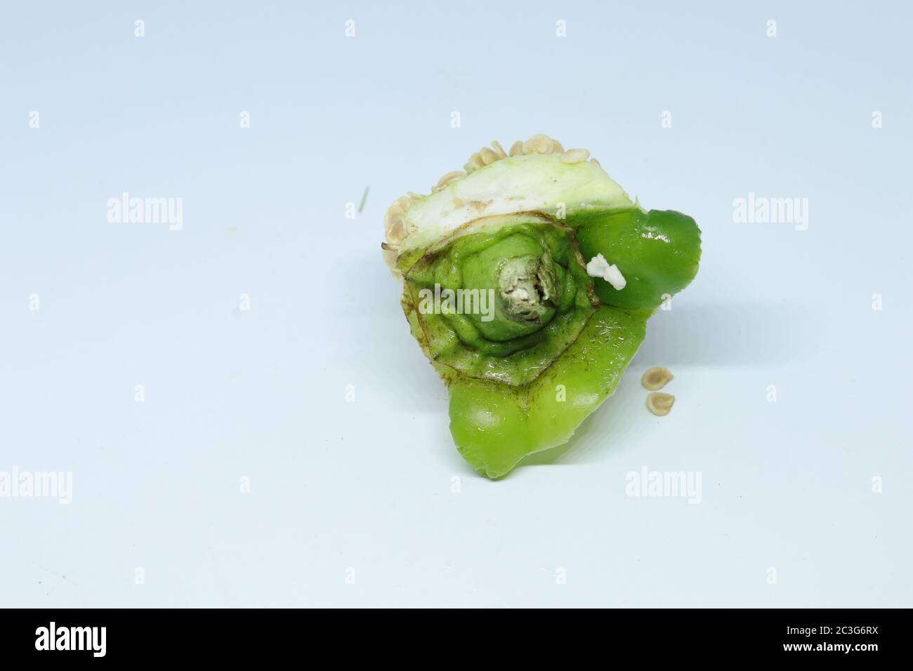 slice of green bell pepper or capsicum isolated on white background ...