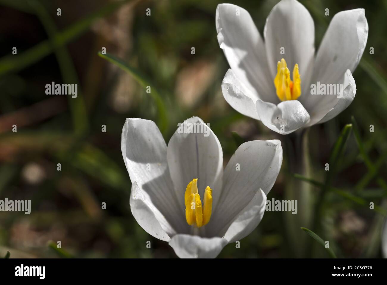 Yellow colchicum hi-res stock photography and images - Alamy